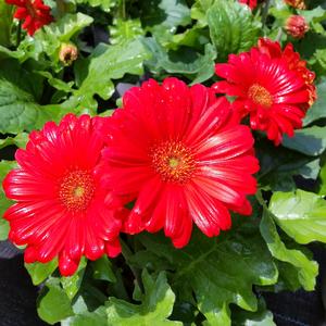 Gerbera Daisy Gerbera Jaguar Deep Orange from American Farms