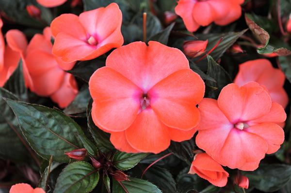New Guinea Impatiens Impatiens - New Guinea X Hawkeri Magnum Wild ...