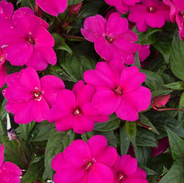 Sunstanding Impatiens Impatiens - Sunstanding X Hawkeri Purple (Violet ...