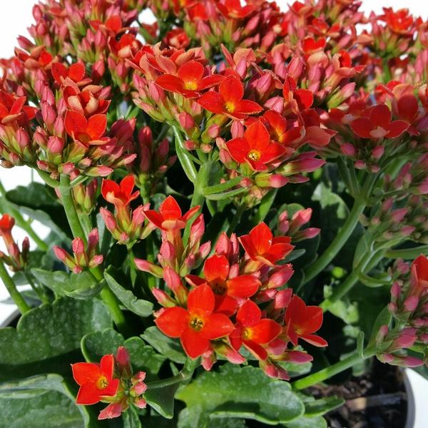 Kalanchoe Kalanchoe Acheron (Orange) from American Farms