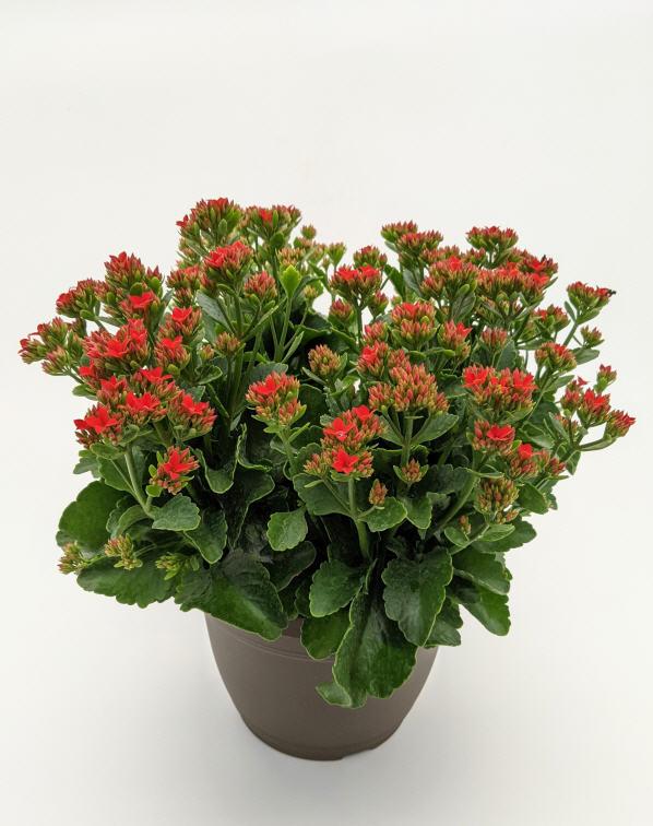 Kalanchoe Kalanchoe Red Jackie from American Farms