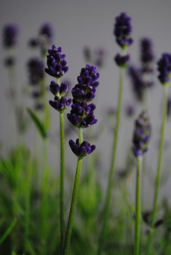Lavander Lavandula Lavance Deep Purple from American Farms