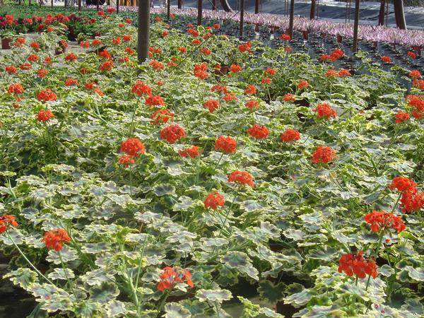 Geranium Brocade Geranium (Pelargonium) Brocade Mrs Pollock Tricolor ...