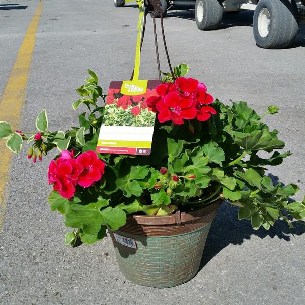 Geranium Calliope Geranium (Pelargonium) Calliope Crimson Flame from ...
