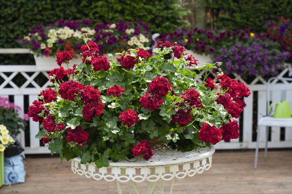 Geranium Ivy Jazz Geranium Ivy Jazz Great Balls of Fire Merlot' With ...