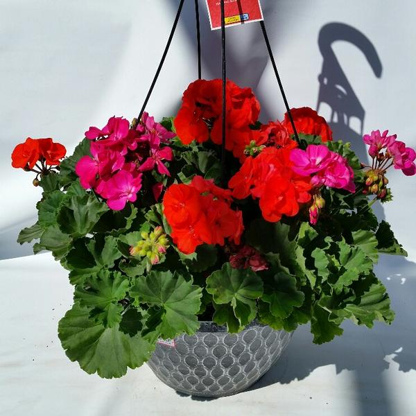 Geranium Jazz Geranium Jazz Savannah Blue' & Savannah Orange' With ...