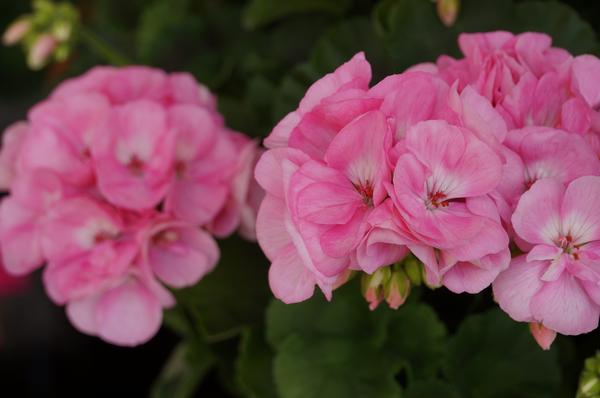 Geranium Combo Geranium Combo Survivor Indigo Sky' & 'Survivor Baby ...