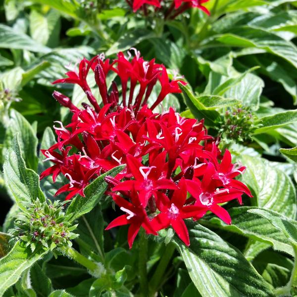 Pentas Pentas Lanceolata Graffiti Red Velvet from American Farms
