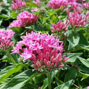 Pentas Pentas Lucky Stars Deep Pink from American Farms
