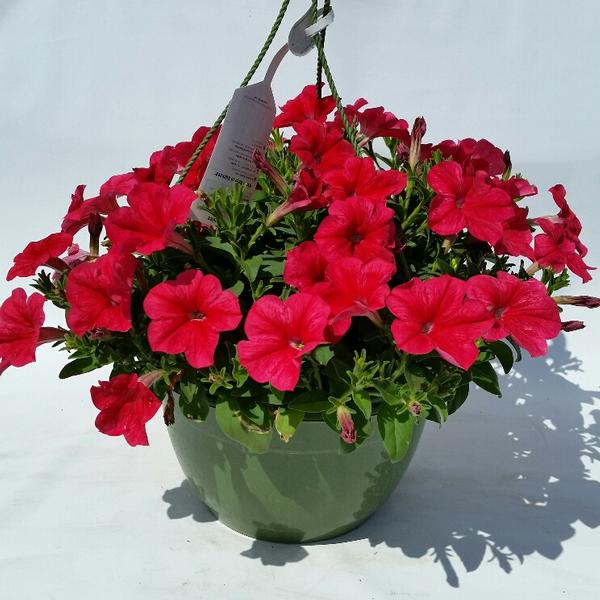 Petunia Petunia Success Coral from American Farms