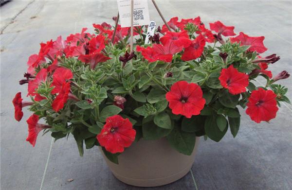 Petunia Petunia Success Red from American Farms