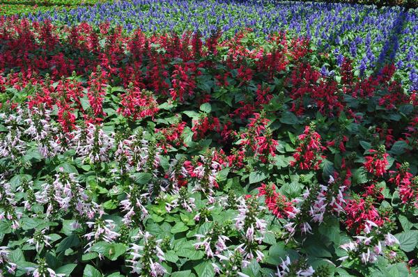 Salvia Salvia Coccinea Summer Jewel Red from American Farms