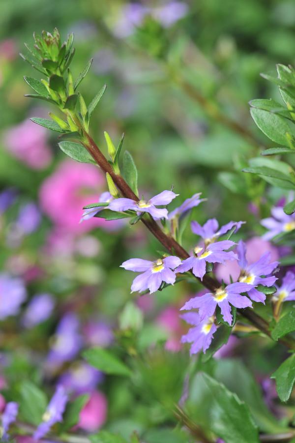 Scaevola Scaevola Scala Blue from American Farms