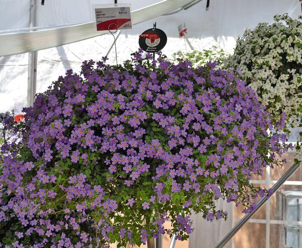 Bacopa Bacopa (Sutera) Hybrid Bahia Purple Sand from American Farms