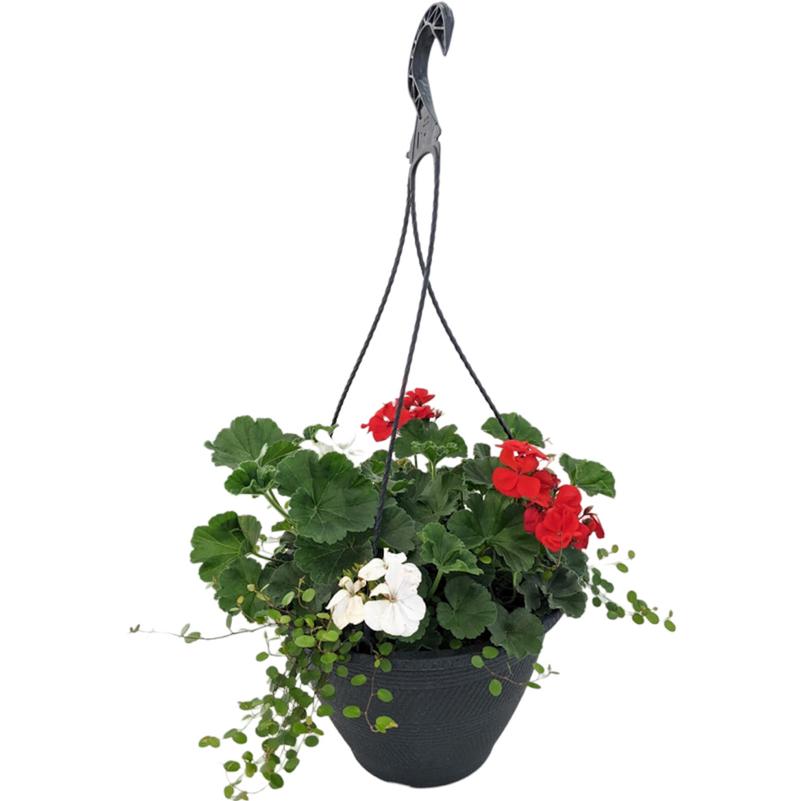 Geranium Jazz Geranium Jazz Savannah Red & Savannah White with ...