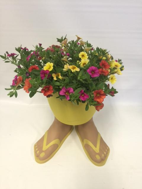 Calibrachoa Combination Garden Combination Confetti Garden 'Hawaii ...