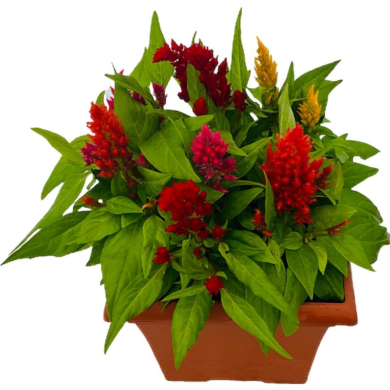 Celosia Celosia Glorious Mix from American Farms
