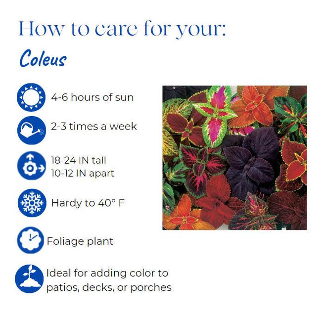 Coleus Coleus Flamethrower Salsa Verde from American Farms