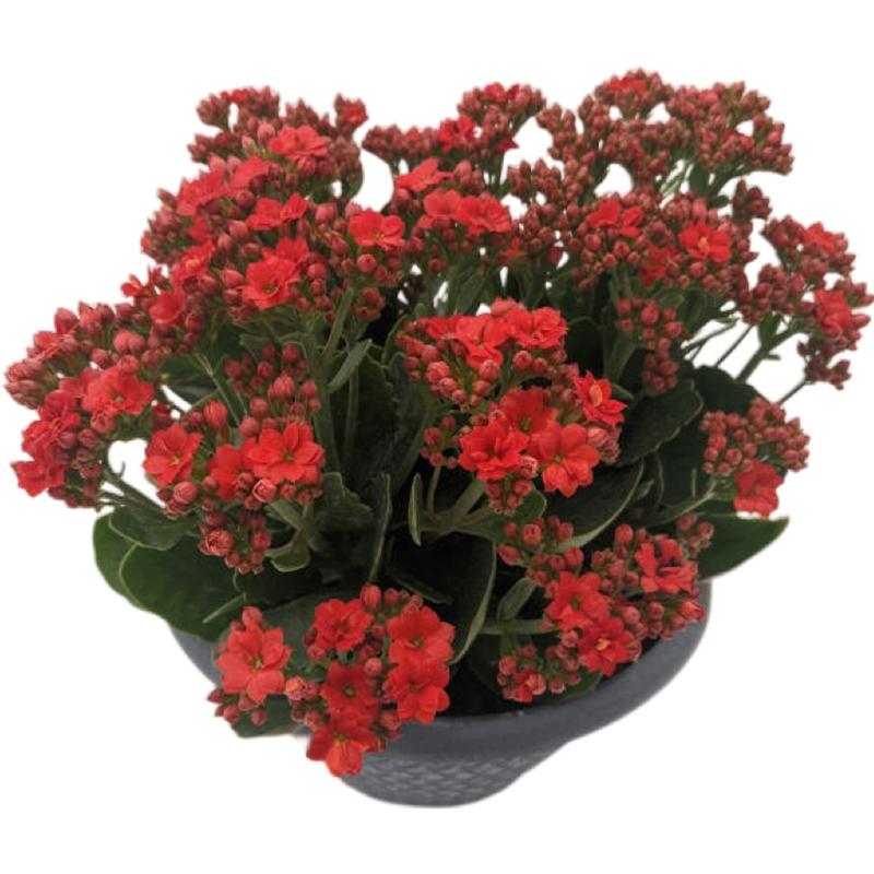 Kalanchoe Kalanchoe Red Double Tylo from American Farms
