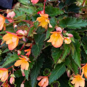 Begonia Begonia Rieger Iconia Lucky Strike from American Farms