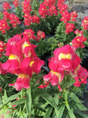 Snapdragon Snapdragon Snaptini Rose Bicolor from American Farms