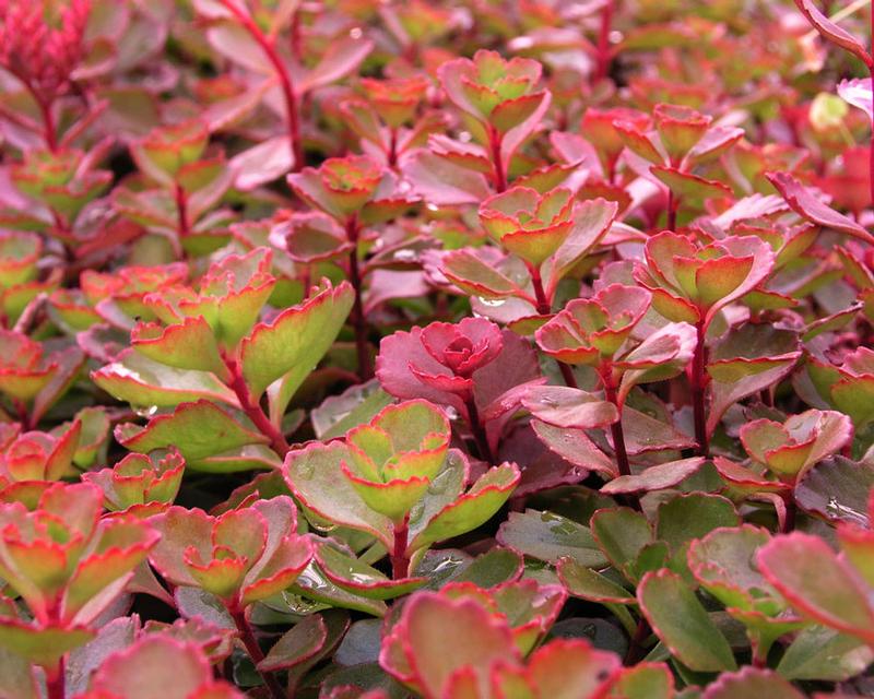 Sedum Sedum Fuldaglut from American Farms