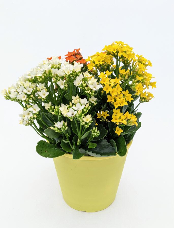 Kalanchoe Kalanchoe Trio Orange +White +Yellow from American Farms