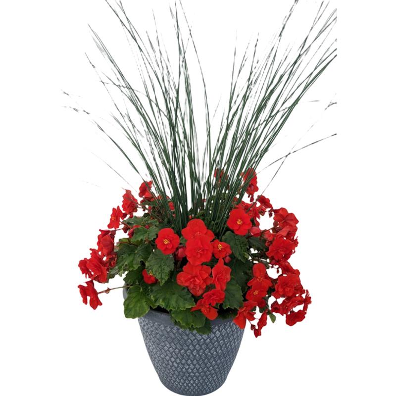 Begonia Rieger Begonia Rieger Dreamsgarden Macarouge from American Farms
