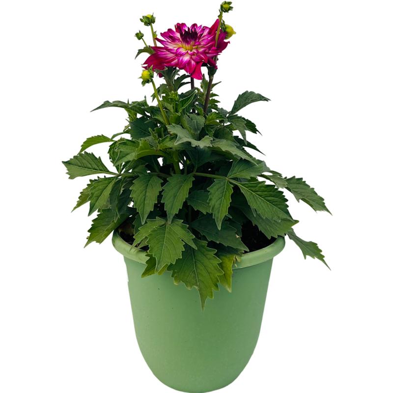 Dahlia Dahlia Mega Bloom Berry Blast from American Farms