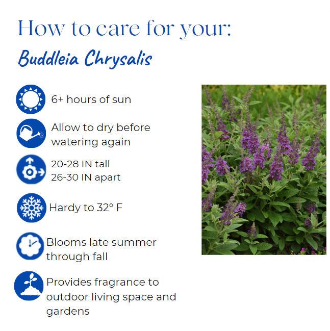 Buddleia Buddleia Chrysalis Purple from American Farms