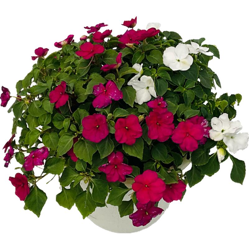 Impatiens Impatiens Imara XDR Rosy Mix from American Farms