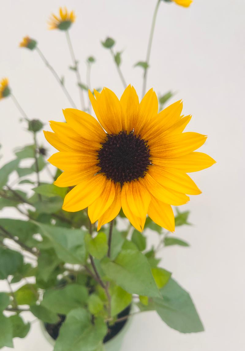 Sunflower Sunflower Sunbelievable Brown Eye from American Farms