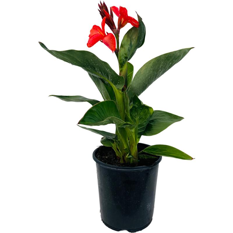 Canna CannaSol Canna CannaSol Happy Green Leaf Isabel Pink from ...