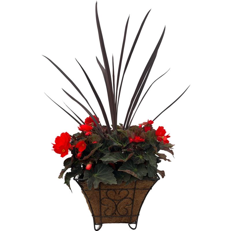 Begonia Iconia Begonia Iconia Hot Coral from American Farms