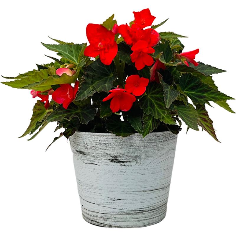 Begonia Iconia Begonia Iconia First Kiss Hot Pink from American Farms