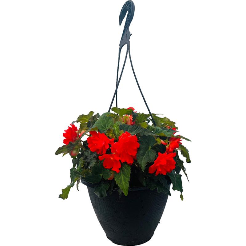 Begonia Iconia Begonia Iconia Miss Miami from American Farms