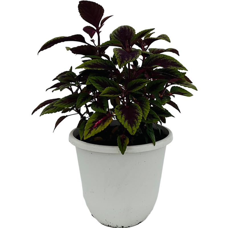 Coleus Mainstreet Ruby Road from American Farms
