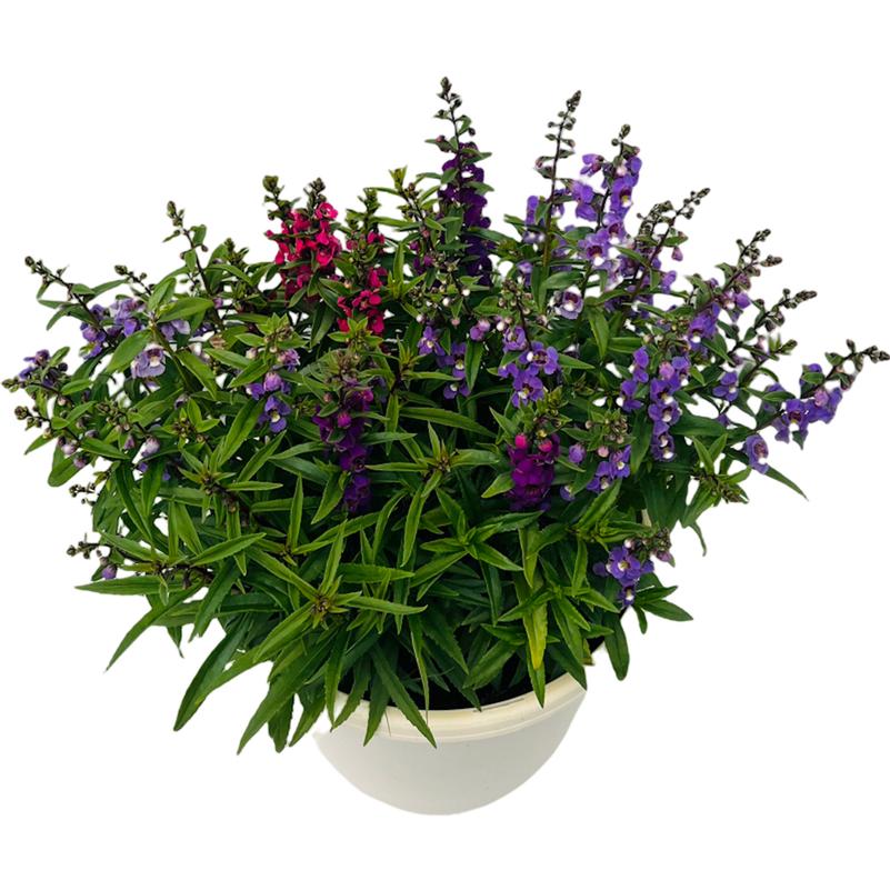 Angelonia Angelonia Trio with Serenita Blue, Purple and Rose from ...