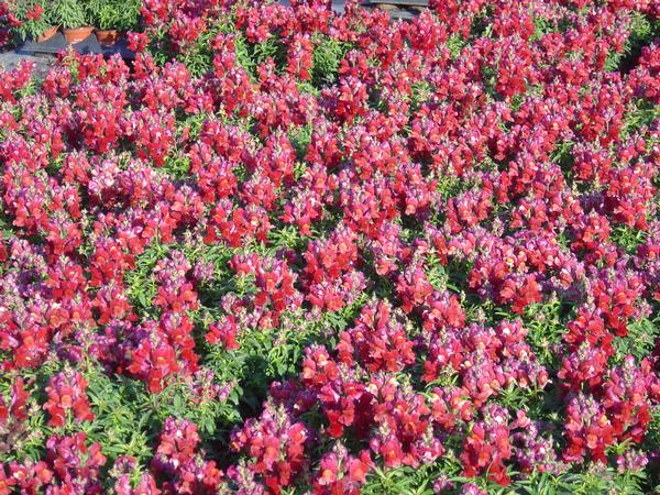 Snapdragon Snapdragon (Antirrhinum) Montego Red from American Farms