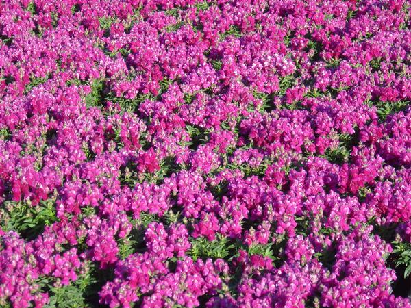 Snapdragon Snapdragon (Antirrhinum) Montego Violet from American Farms