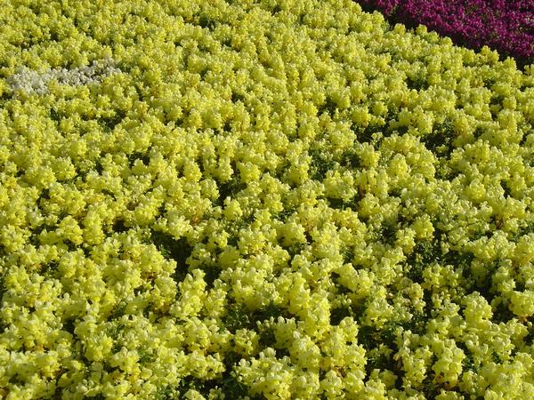 Snapdragon Snapdragon (Antirrhinum) Montego Yellow from American Farms