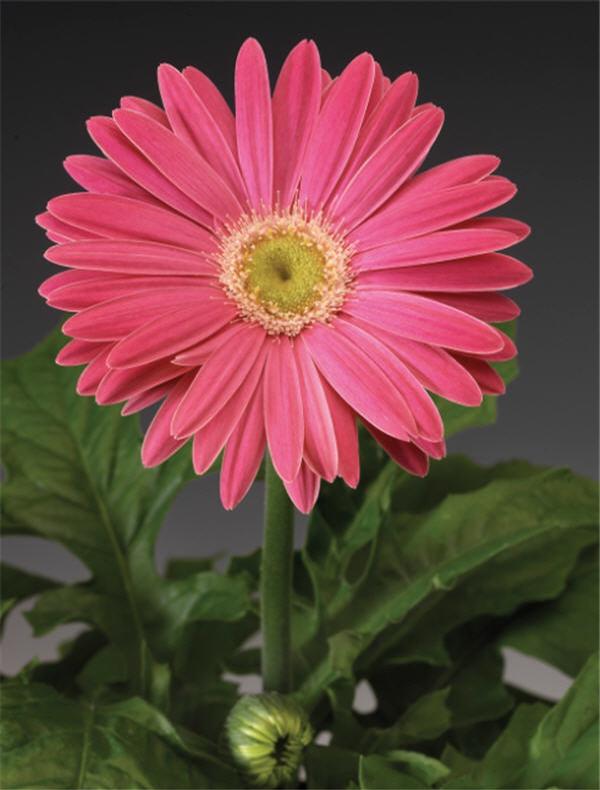 Gerbera Daisy Gerbera Jamesonii Jaguar Pink from American Farms