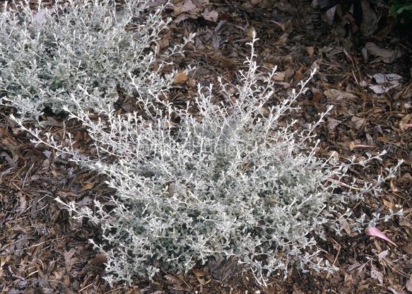 Helichrysum Helichrysum Hybrid Silver Star from American Farms