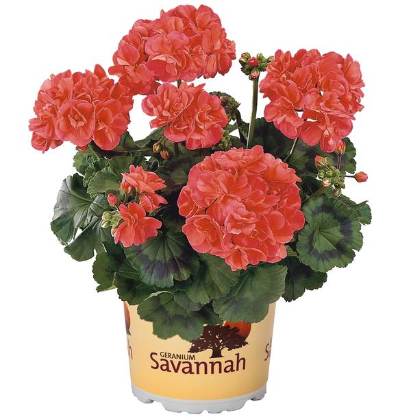 Geranium Geranium (Pelargonium) Savannah Coral from American Farms