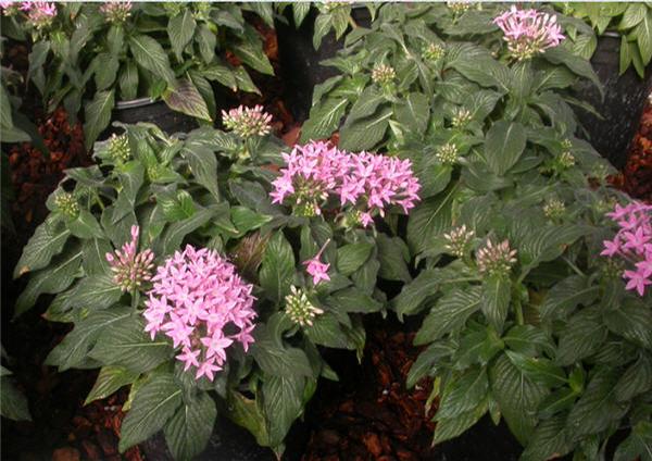 Pentas Pentas Lanceolata Graffiti Pink from American Farms