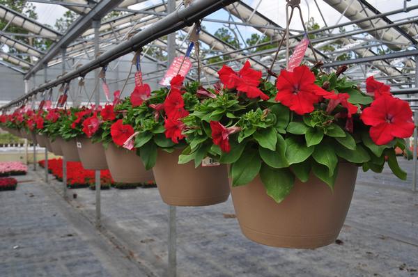 Petunia Petunia X Hybrida Mambo Red from American Farms