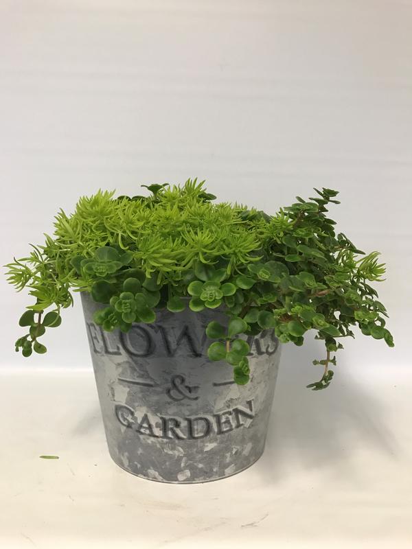 Sedum Sedum Combination from American Farms