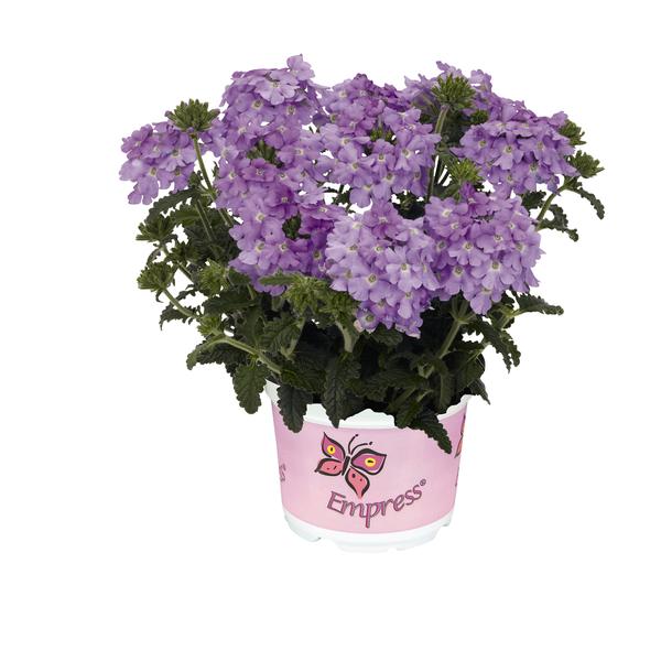Verbena Trailing Verbena X Hybrid Empress Flair Lavender Blue from ...