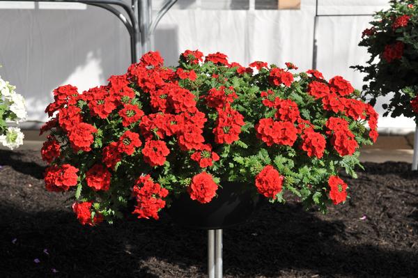 Verbena Trailing Verbena X Hybrid Empress Flair Red from American Farms