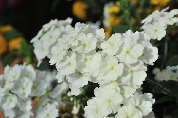 Verbena Trailing Verbena X Hybrid Empress Flair White from American Farms